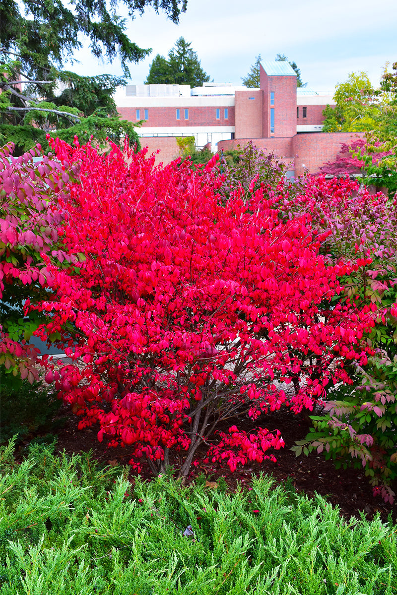 Burning Bush, Grove Compact – Chalet