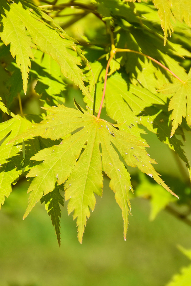 Maple Arctic Jade Chalet