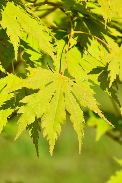 Maple, Arctic Jade – Chalet