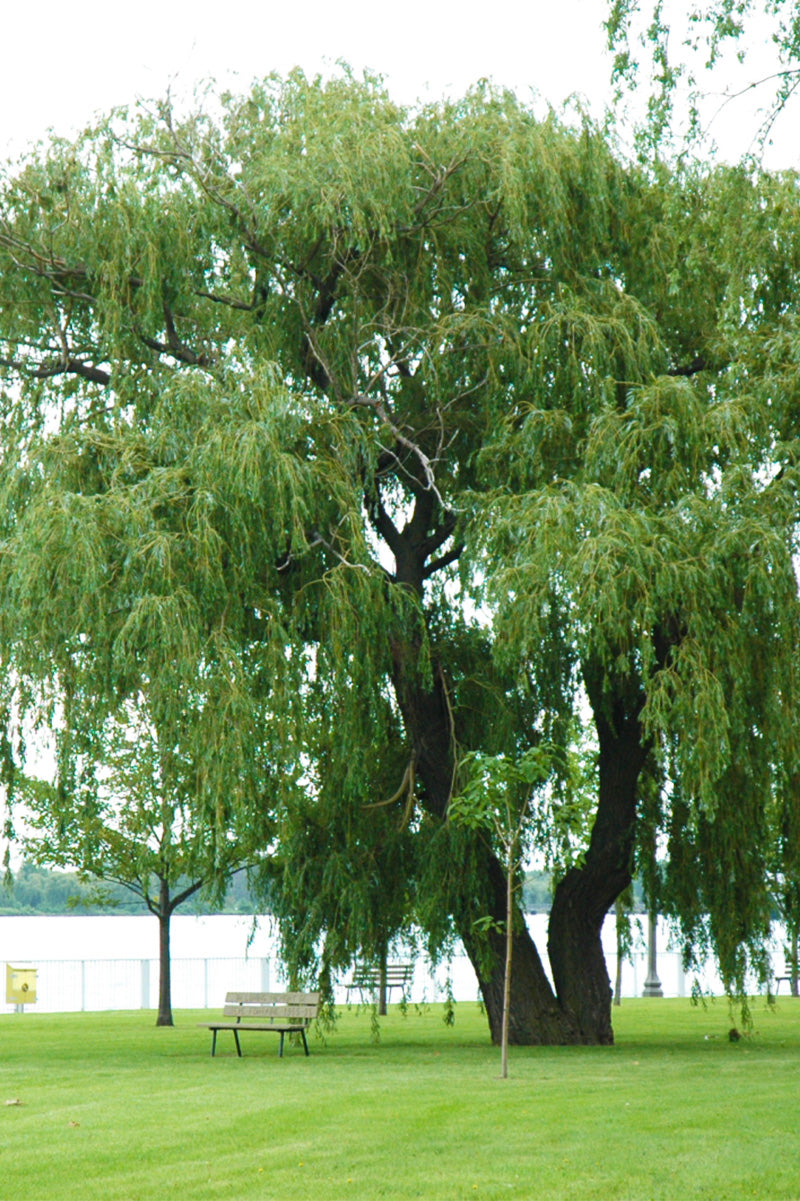 Willow, Niobe Weeping – Chalet