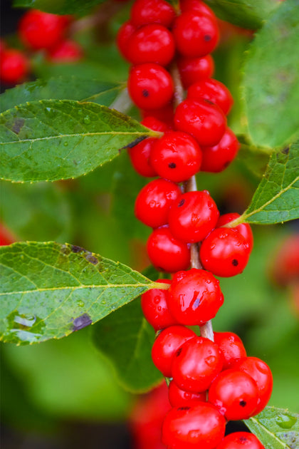 Winterberry, Red Sprite – Chalet