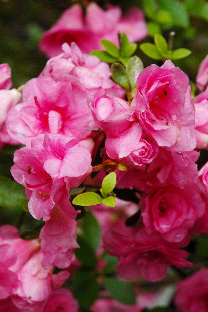 Azalea, Rosebud – Chalet