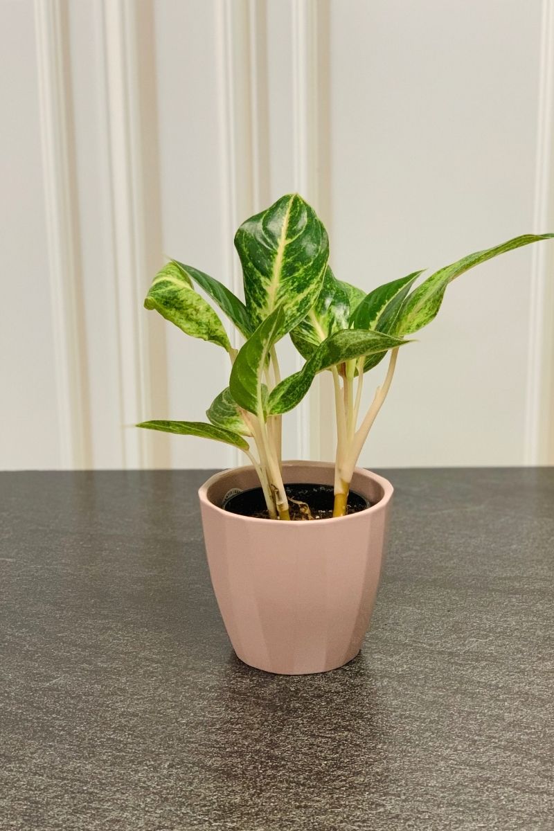 Chinese Evergreen, Golden Flourite 6" – Chalet