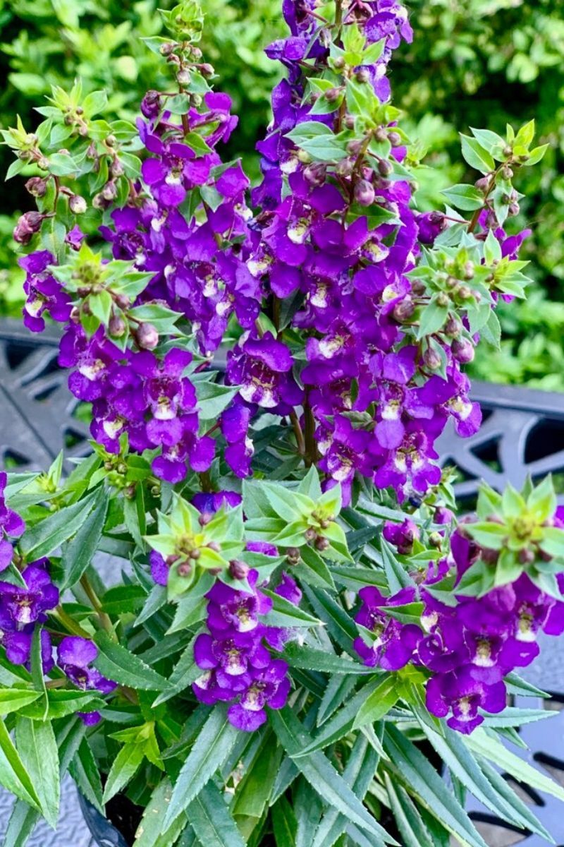 Angelonia, Serenita Purple – Chalet