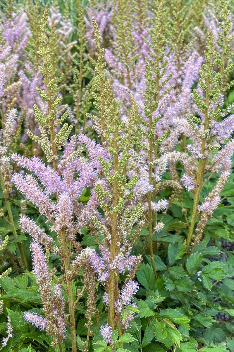 Astilbe, Dwarf Chinese – Chalet