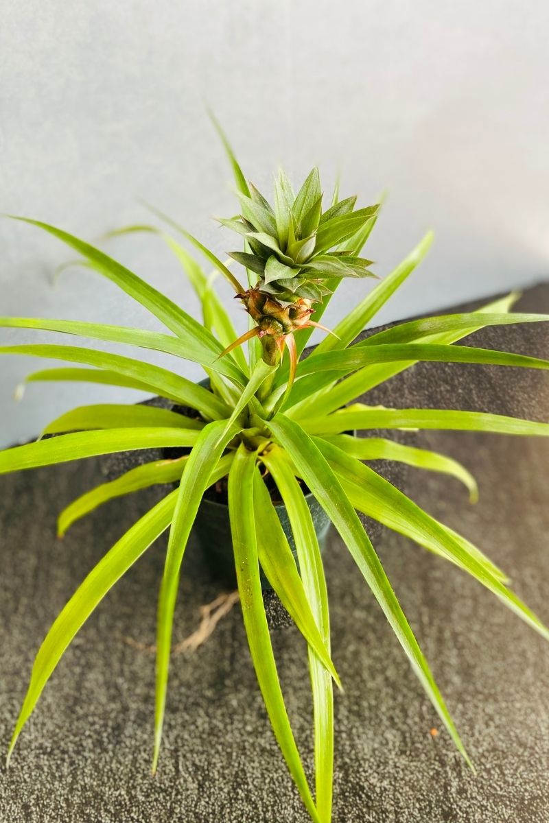 Pineapple, Ananas with Fruit 6" – Chalet