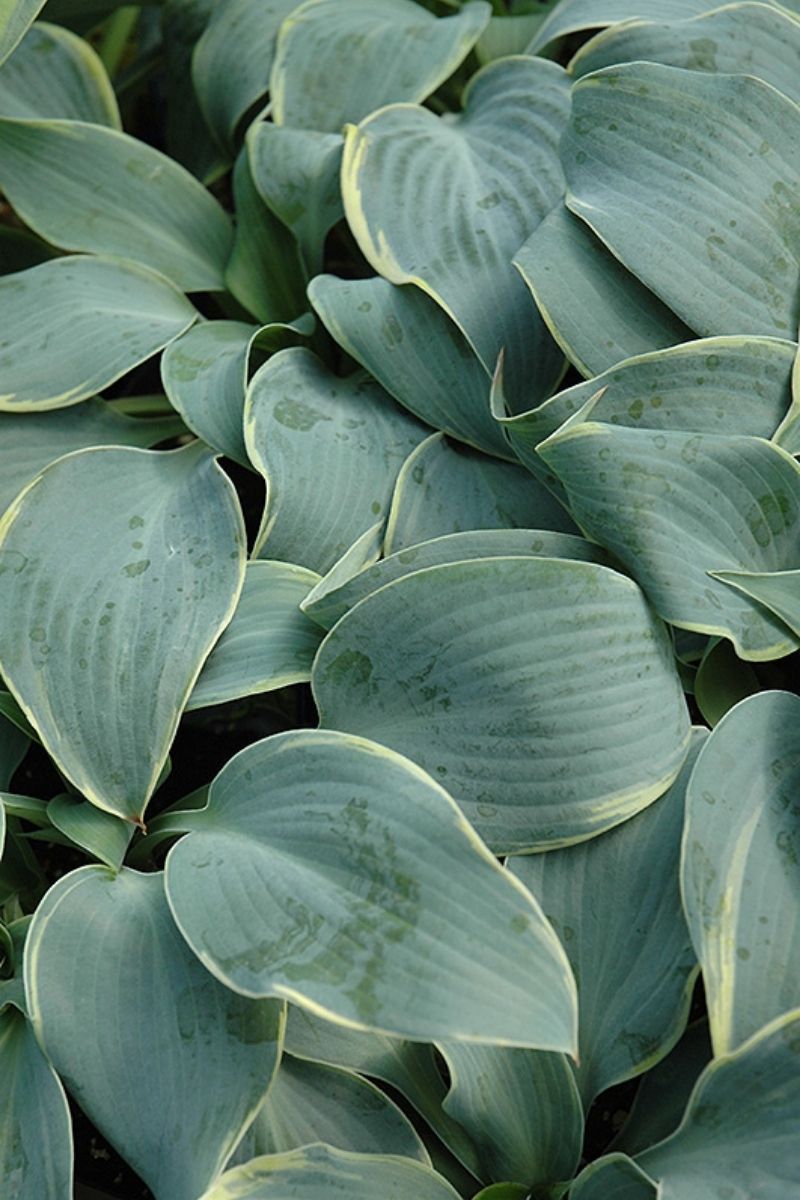 Hosta, Frosted Dimples – Chalet