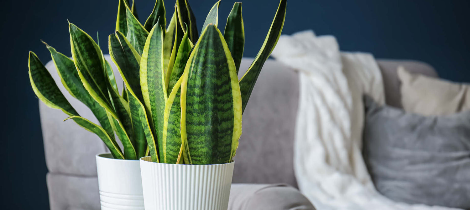 Blue Totem Spruce (Picea pungens 'Blue Totem') in Wilmette Chicago ...