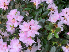 Blue Arrows Rush (Juncus inflexus 'Blue Arrows') in Wilmette Chicago ...