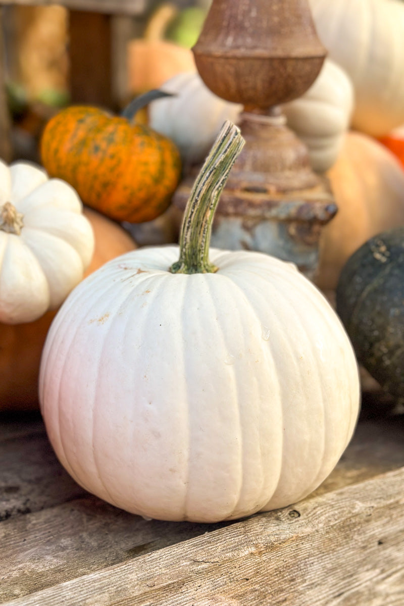 Fancy Pumpkin, Snowball – Chalet