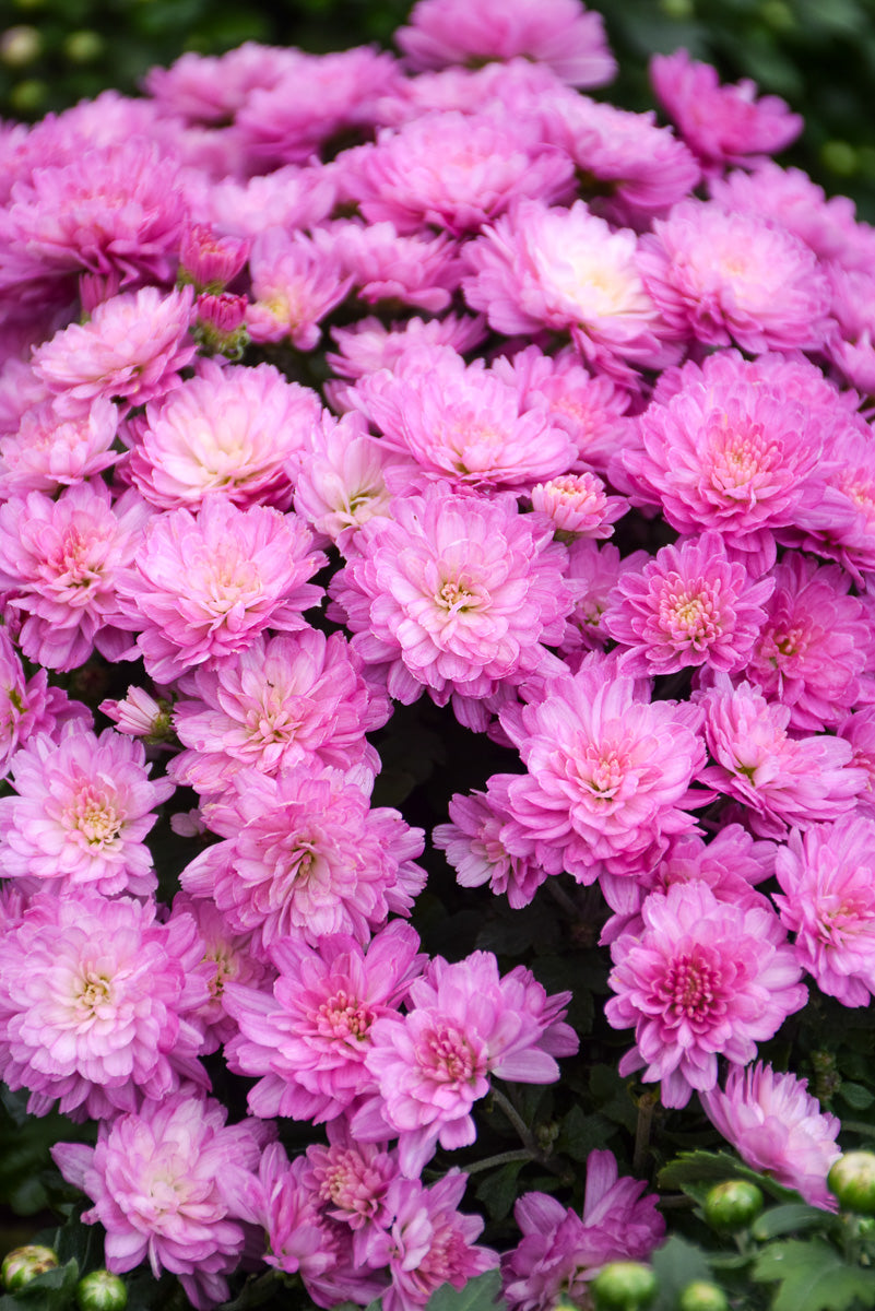 Mum, Gigi Dark Pink – Chalet