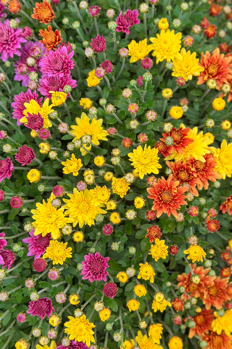 Mum Fall Tri-Color – Chalet