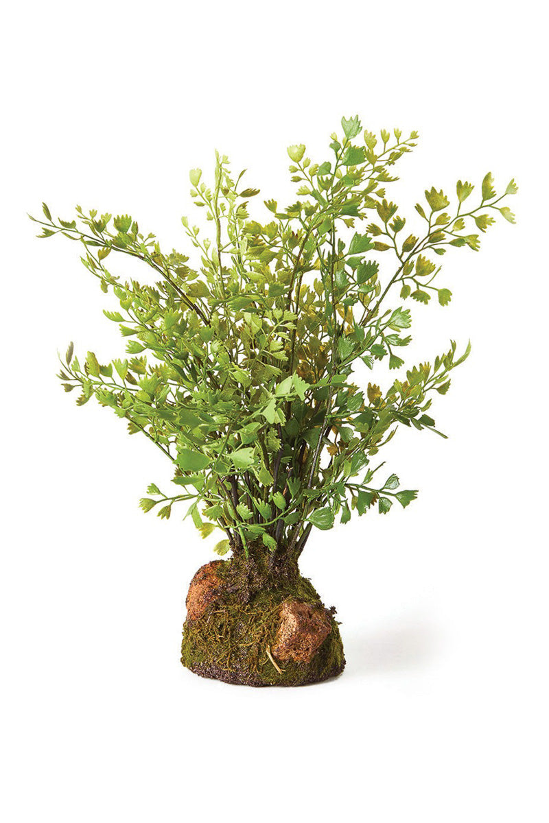 Napa Maidenhair Fern Drop-In 11" – Chalet