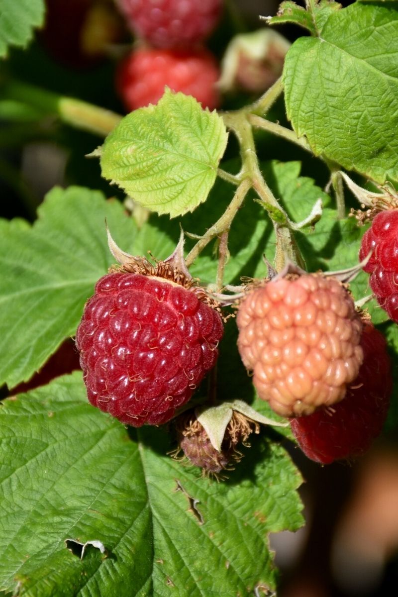 Fruit, Raspberry Latham Red – Chalet